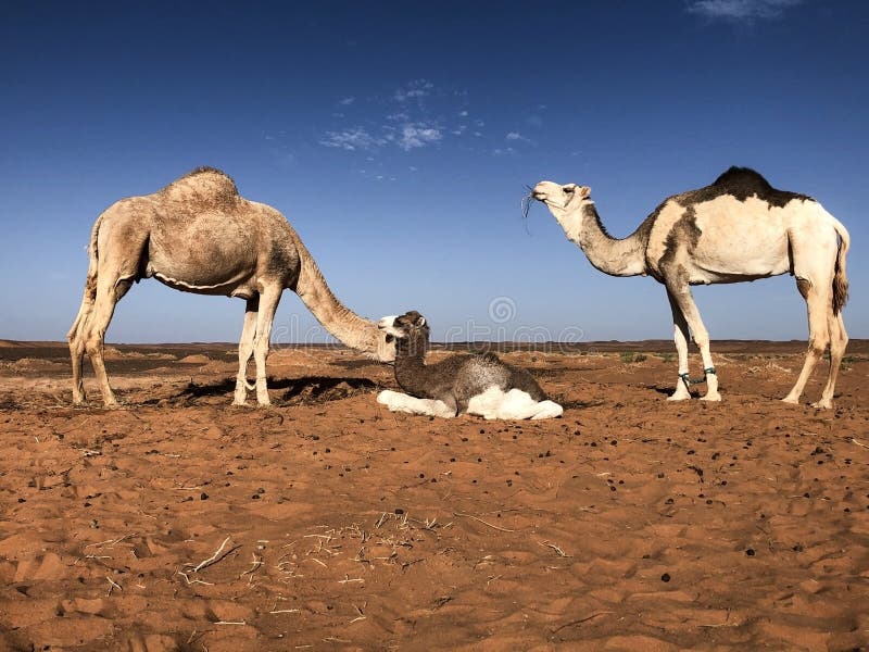 Camel stock image. Image of climate, culture, great - 200600833