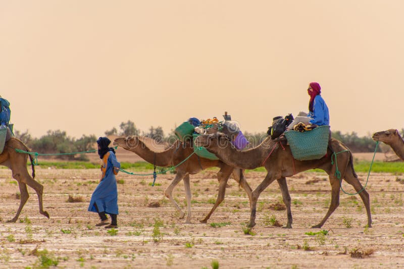 Dromedary Caravan on the Move in the Sahara Editorial Stock Image ...