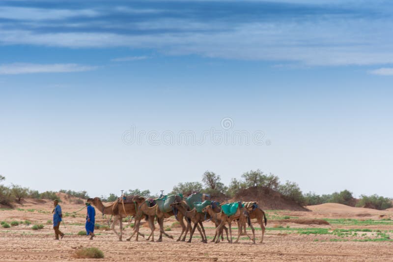 Dromedary Caravan on the Move in the Sahara Editorial Stock Photo ...