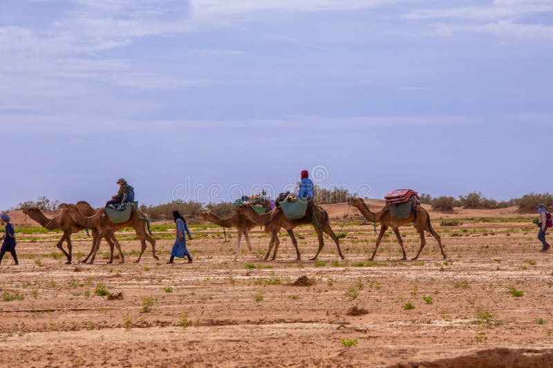 Dromedary Caravan on the Move in the Sahara Editorial Photography ...