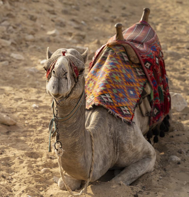 Dromedary from the Eastern Desert. Stock Photo - Image of head, camelus ...