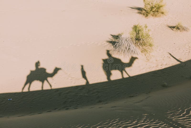 Dromedary Shadow in the Desert of Thar Stock Image - Image of ride ...