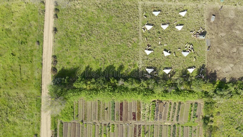 Drone, Above Farm and Sheep in Field for Growth, Food and Production ... Drone, Above Farm and Sheep in Field for Growth, Food and Production ...