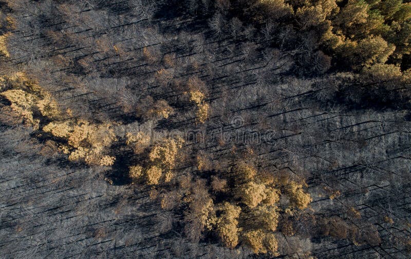 Drone Aerial View of a Forest Burned by Fire Stock Image - Image of ...