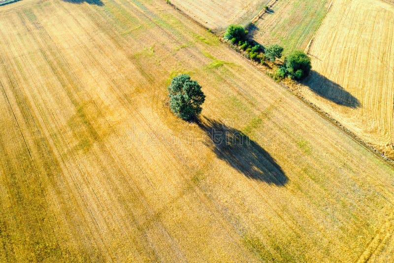 Drone Aerial View of a Lone Tree in a Mowed Wheat Field in Summer Stock ...