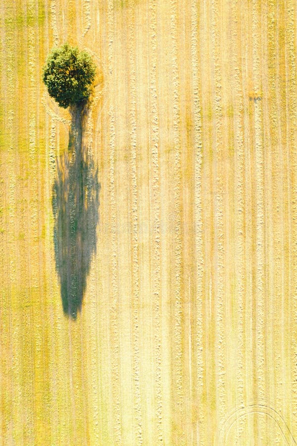 Drone Aerial View of a Lone Tree in a Mowed Wheat Field in Summertime ...