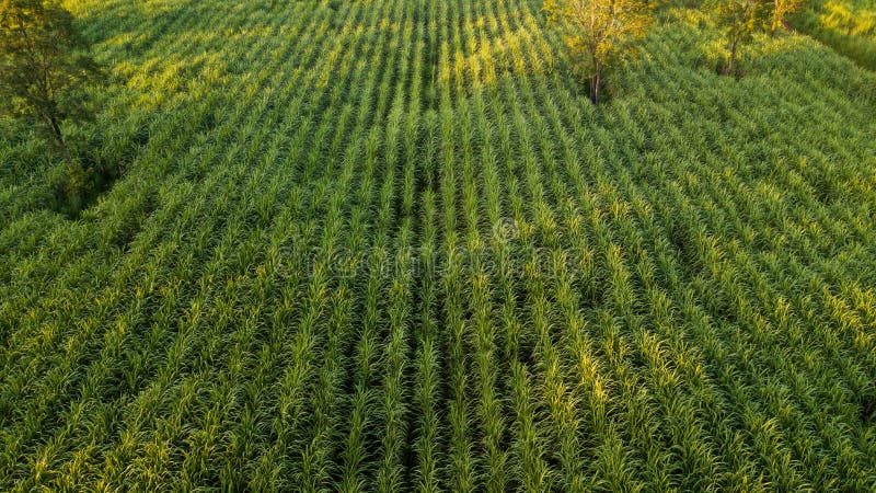 Drone Aerial View Sugarcane Field Stock Image - Image of drone, meadow ...
