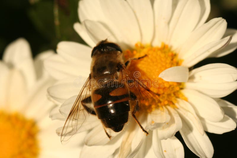 Queen bee stock photo. Image of insect, closeup, honeycomb - 17685444