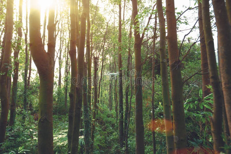 Drone with Camera Flying in Tropical Forest Stock Image - Image of ...