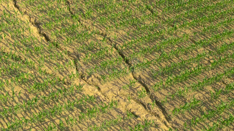 DRONE: Earth in Fields of Maize Cracking in the Cornfields from the ...