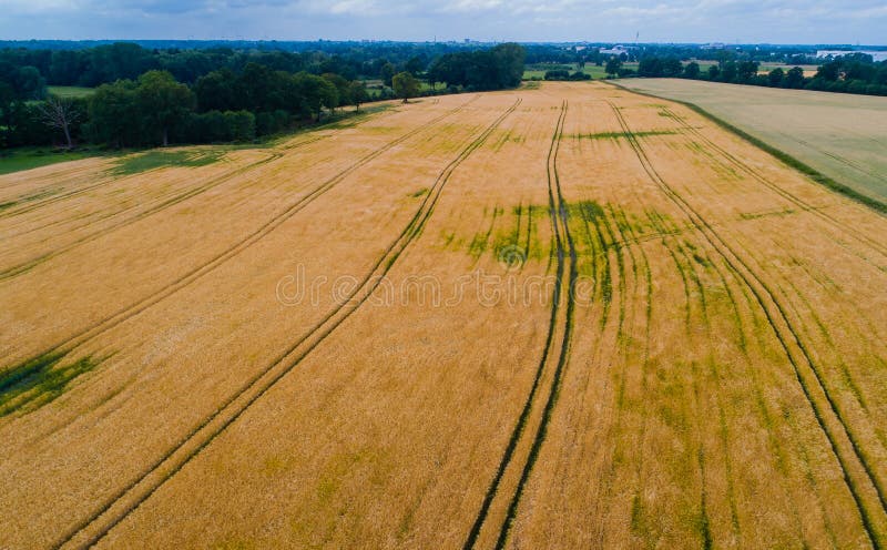 Drone Flight and Aerial View Over a Corn Field Stock Image - Image of ...