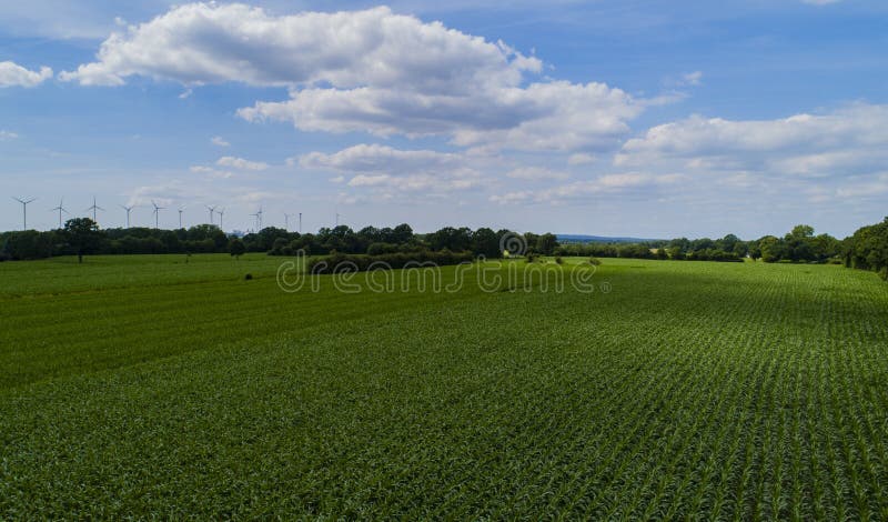 Drone Flight and Aerial View Over a Corn Field Stock Photo - Image of ...