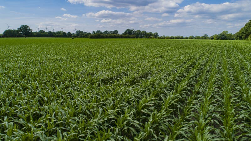 Drone Flight and Aerial View Over a Corn Field Stock Photo - Image of ...