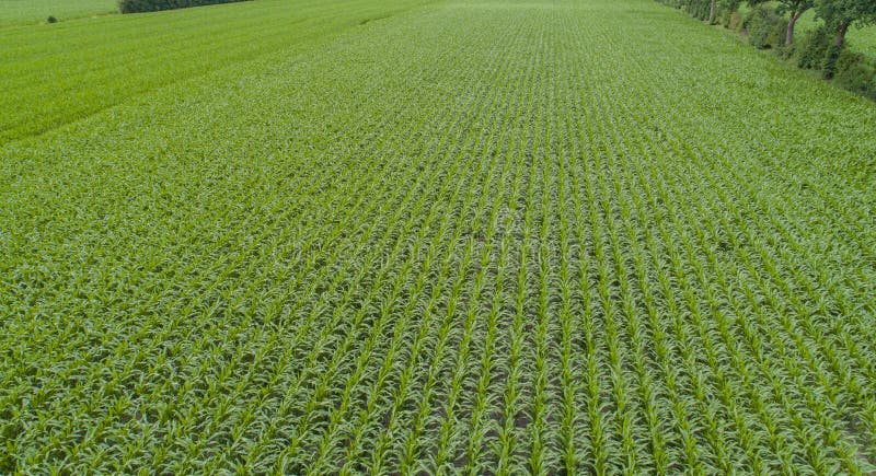 Drone Flight and Aerial View Over a Corn Field Stock Image - Image of ... Drone Flight and Aerial View Over a Corn Field Stock Image - Image of ...