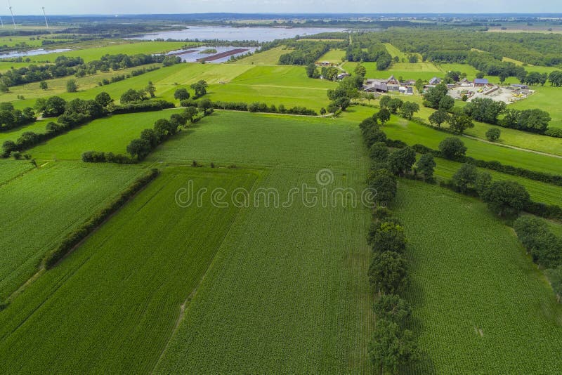 Drone Flight and Aerial View Over a Corn Field Stock Photo - Image of ...