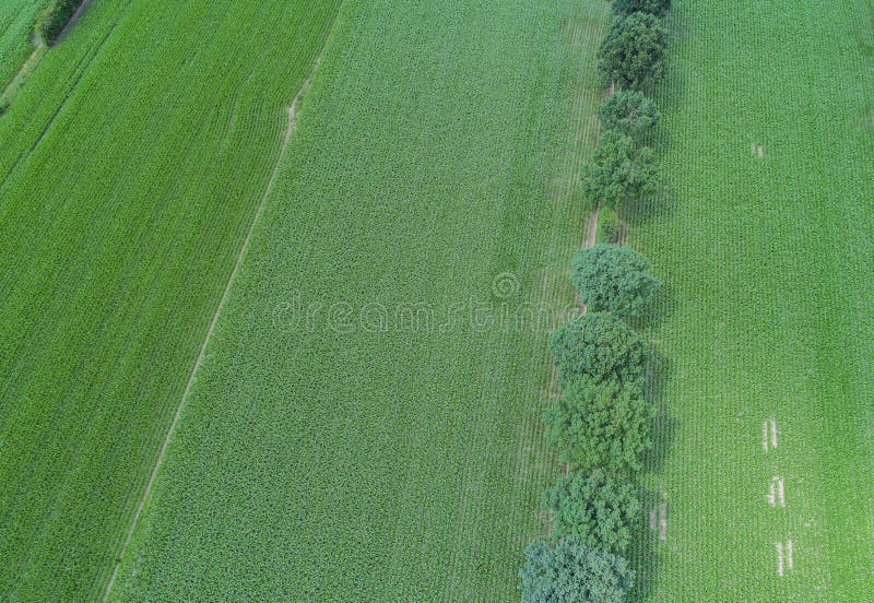 Drone Flight and Aerial View Over a Corn Field Stock Photo - Image of ...
