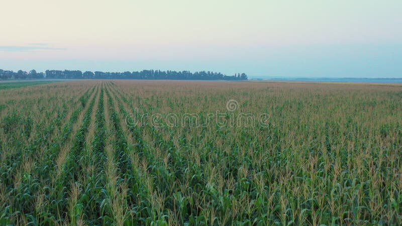 Drone Flight Over the Corn Field at Sunrise. Stock Photo - Image of ...