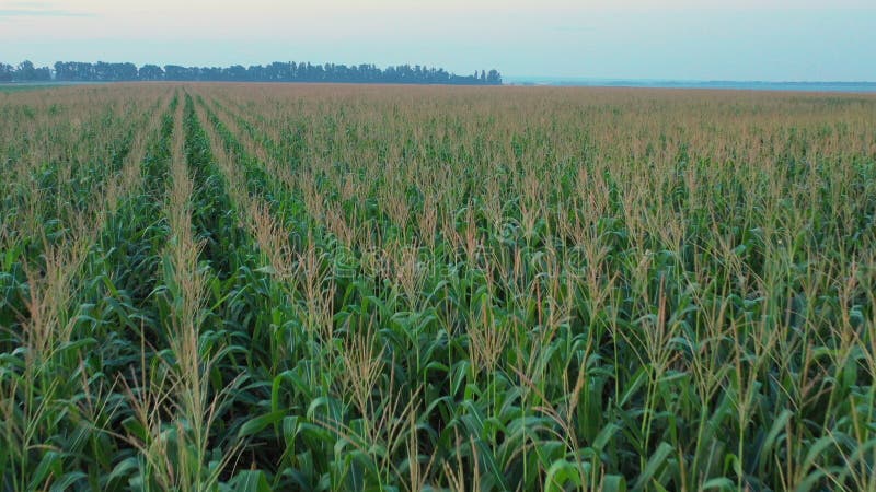 Drone Flight Over the Corn Field at Sunrise. Stock Photo - Image of ...