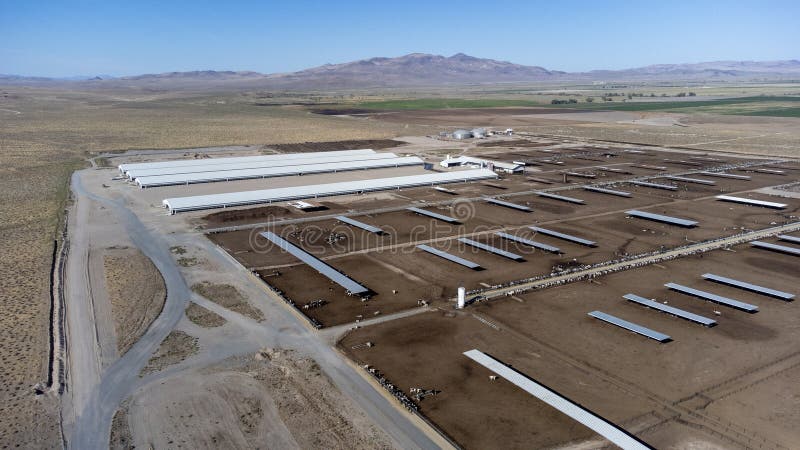 Drone Flight Over a Huge Dairy Farm with Outbuildings and Tiny Black ...