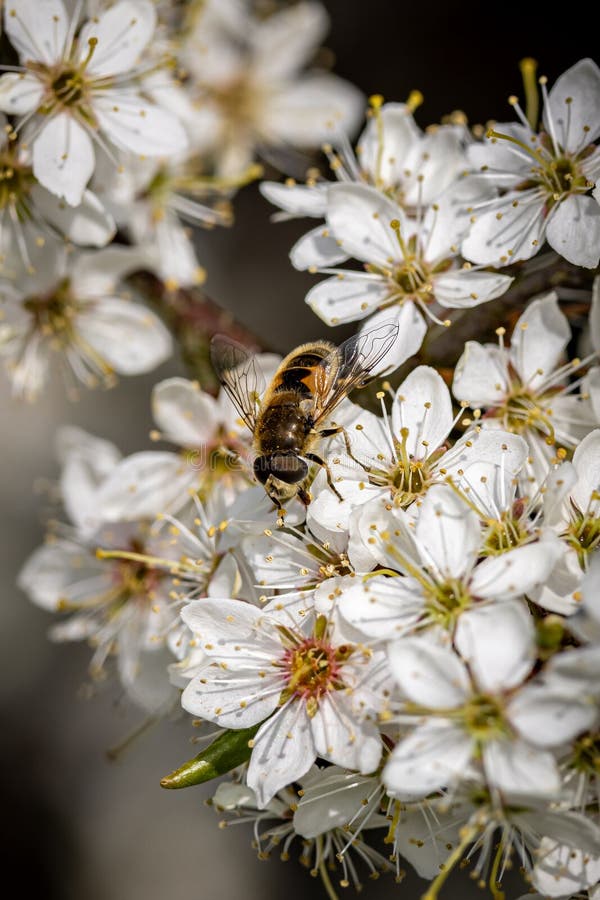 A Drone Fly on a Blackthorn Shrub, on a Sunny Spring Day Stock Image ...