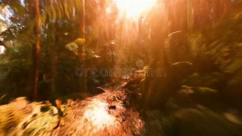 Amazon Rainforest Drone Perspective at the Anavilhanas Islands Stock ...