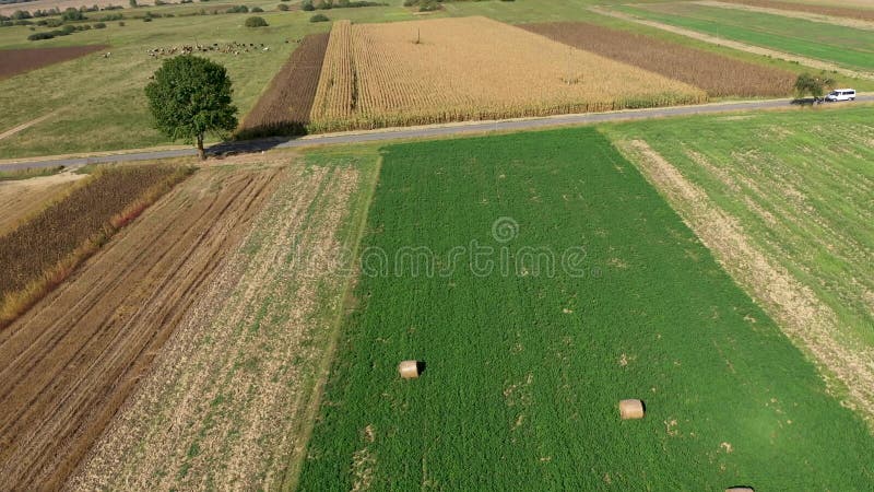 Drone Flying Above Agriculture Field. Aerial View Stock Video - Video ...
