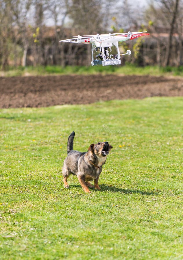 Drone stock image. Image of turning, sunny, angry, stability - 54669269