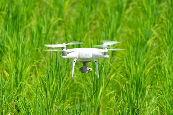 Drone is Flying on the Green Paddy Rice Field Stock Image - Image of ...