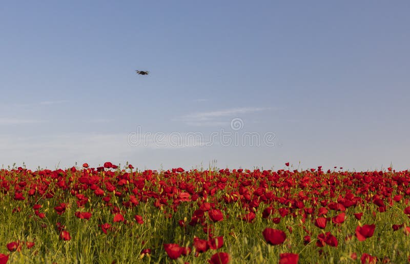 Drone Flying Over a Blooming Poppy Field Stock Image - Image of ...