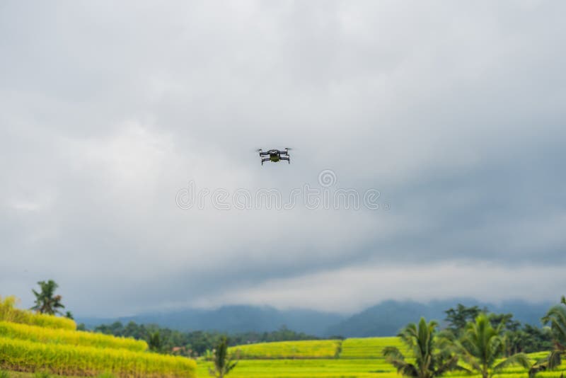 The Drone is Flying Over the Rice Field. the Flight of a Quadrocopter ...