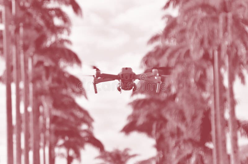A Drone Flying among the Palm Trees Stock Image - Image of drawing ...