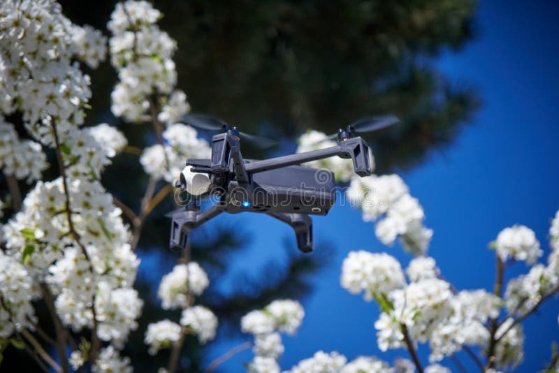 Drone Flying in a Pear Tree in the Bloom Stock Photo - Image of ...