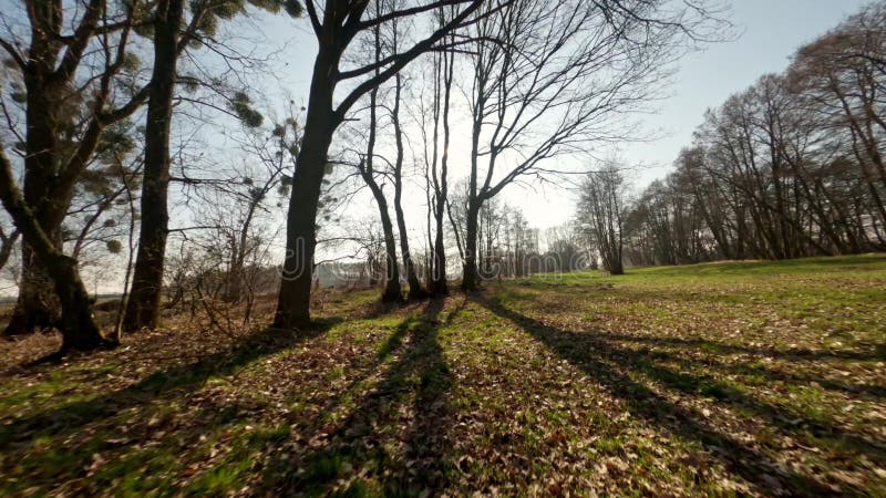 Drone Flying among Trees, Fpv Copter Nature Shooting Stock Video ...