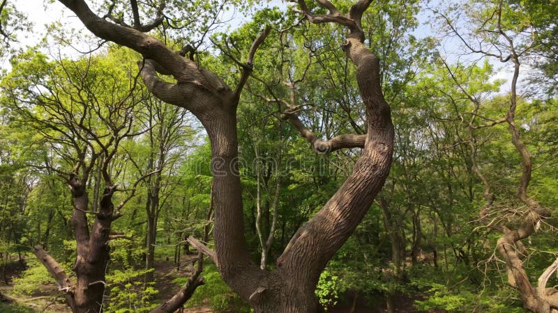 Drone Flying through the Trees in a Lush Forest, Showcasing the ...