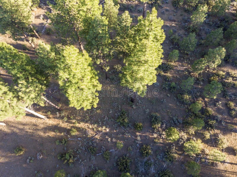 Drone Flying Trees and Mountains Nevada Backcountry Top Down View Stock ...