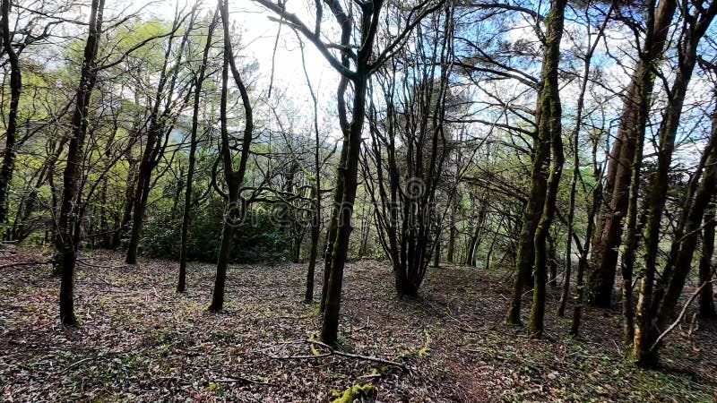 Drone Flying through the Trees Showing the Landscape of a Forest with ...