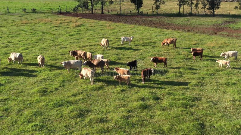 Drone following cows stock video. Video of following - 232704045