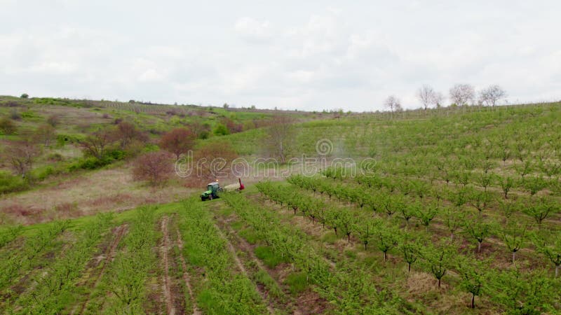 Drone Footage of a Process of Spraying an Orchard with Insecticide ...