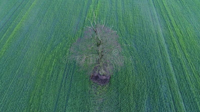 Drone Footage of Small Leafless Tree in the Middle of Green Field Stock ...