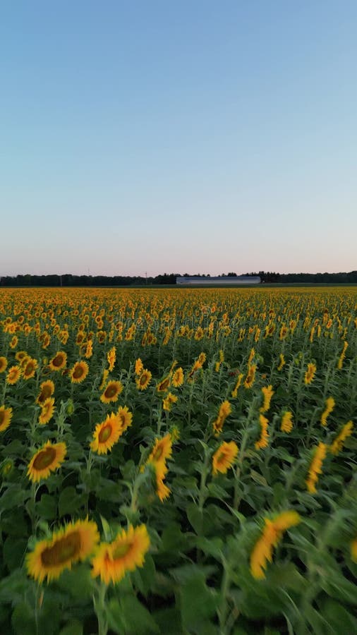 Drone Footage of a Sunflower Field with a Breathtaking View of Sunset ...
