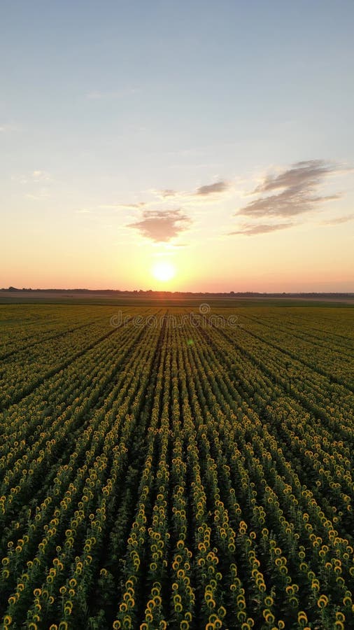 Drone Footage of a Sunflower Field with a Breathtaking View of Sunset ...
