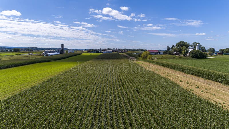Drone Low View, of Rows of Mature Corn Fields, with Farms and Harvested ...