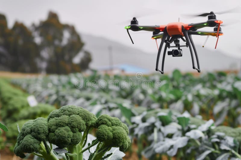 Drone Operated by Farmer Flying Over Broccoli Farm Stock Photo - Image ...