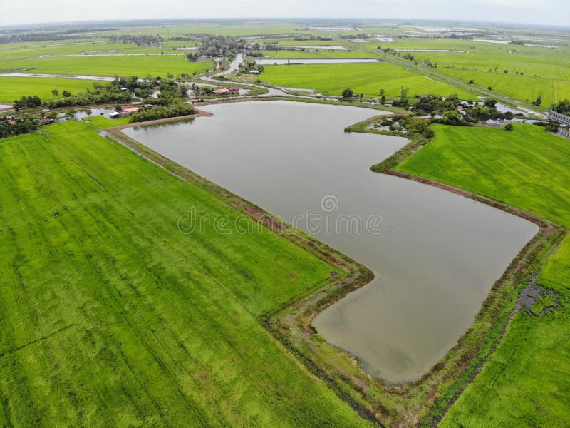 Drone Photo of Rice Field and Water Storage Pond Stock Image - Image of ...