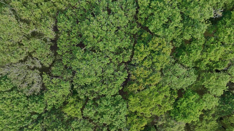 Drone Rotating Over Dense Foliage of Forest Trees Stock Video - Video ...