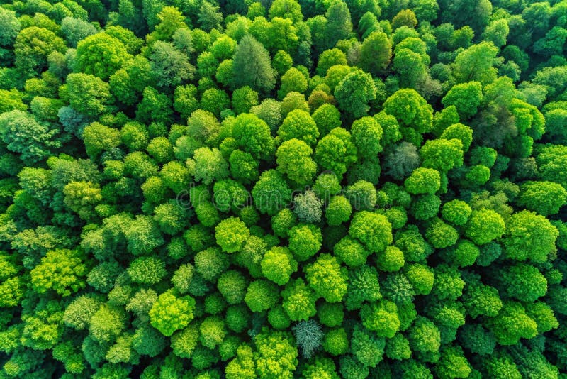 Aerial View of Green Trees in Forest for Carbon Neutrality Stock ...