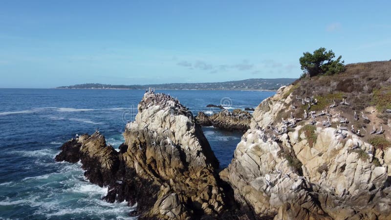 Drone Shot Over Point Lobos State Natural Reserve with Cliffs and Birds ...