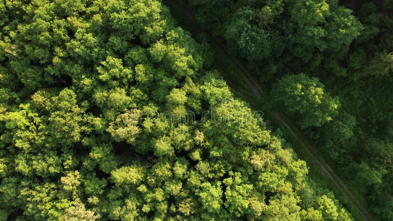 Drone Shot of Pathway in the Green Forest. Top View of the Path in the ...