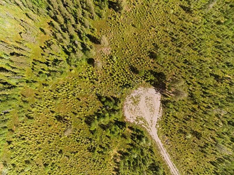 Drone Shot on a Small Road Leading into a Forest Plantation Stock Image ...