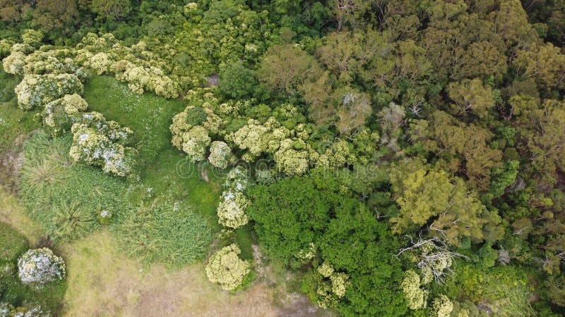 Drone shot of some trees stock photo. Image of success - 266571916